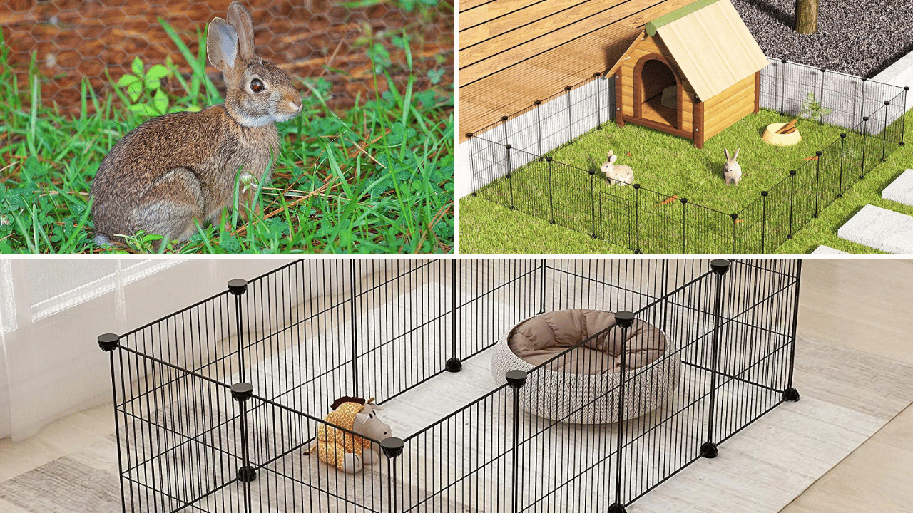 Hopping Down the Bunny Trail: A Review of the Top 5 Rabbit Fencing Options