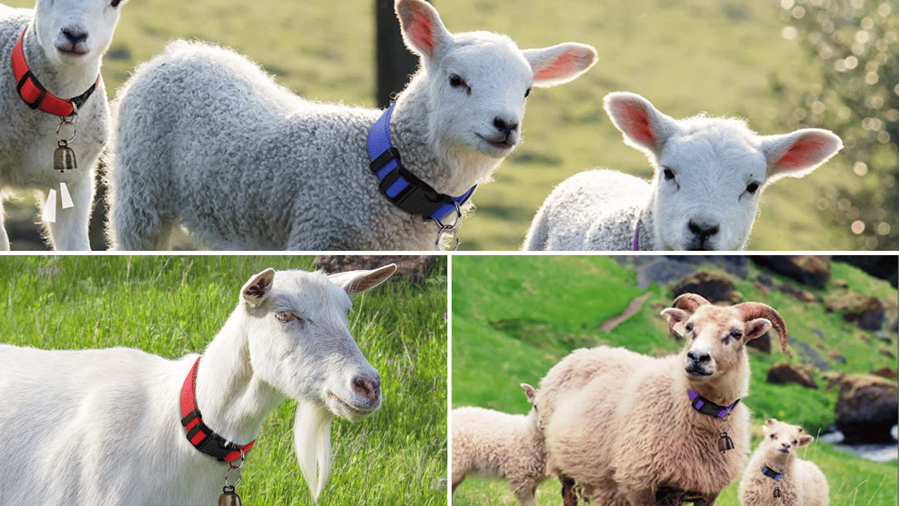 Cuddle Up: Our Pick of the Best 5 Goat Collars