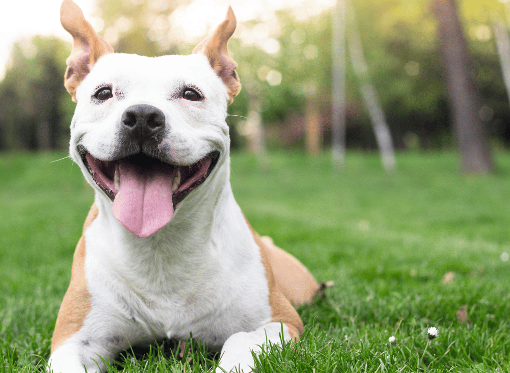 5 Best Collagen Sticks for Dogs: A Pawsome Treat!