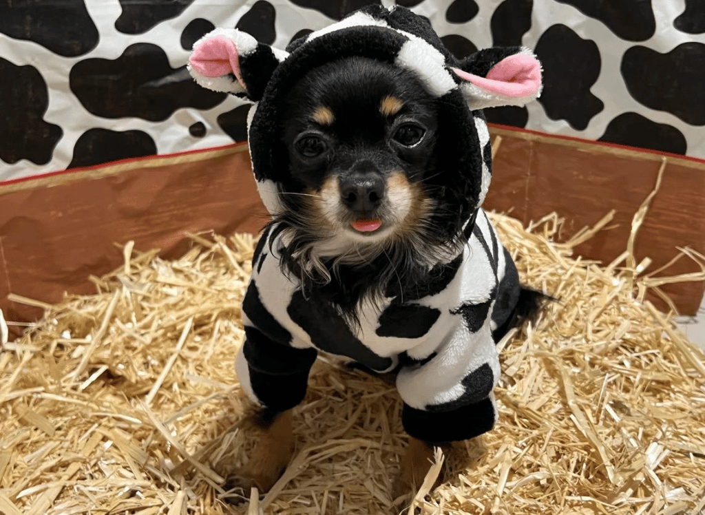 The 4 Top-Rated Dog Cow Costume Picks: Get Ready for the 'Barnyard Bash'